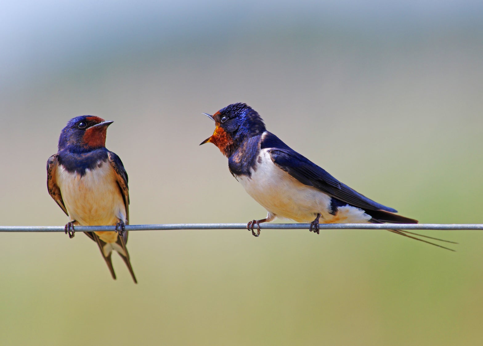 Why It Took So Long to Appreciate Female Birds’ Songs | Matt Wilkins, PhD